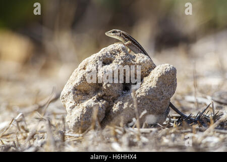 Close-up of a Troodos lizard (Troodos rock lizard, Phoenicolacerta ...