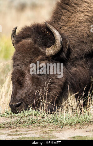 American Bison Grazing Near Grand Canyon National Park North Rim ...
