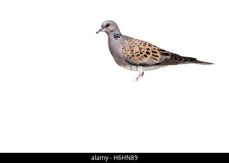 Turtle Dove Streptopelia turtur bathing Stock Photo - Alamy