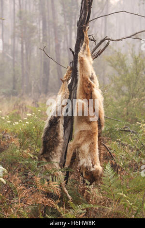 A dead fox killed after being trapped in a snare Stock Photo: 25597814 ...