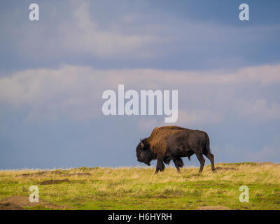 Bison roam the plains, South Unit, Theodore Roosevelt National Park ...