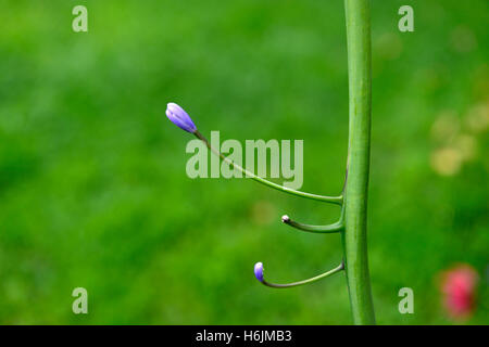 fasciation fasciated flower flowers flowerbuds agapanthus stem stems ...