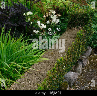 Buxus (box hedge) damaged by box blight (Cylindrocladium buxicola Stock ...