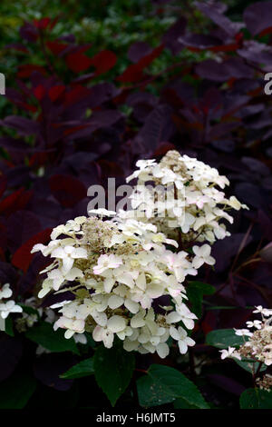 Hydrangea paniculata 'Wim's Red Stock Photo - Alamy