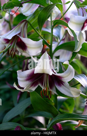 Lilium Kushi Maya Hybrid lily lilies Nepalense x Oriental sweetly ...