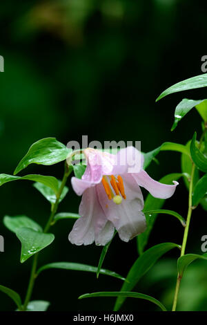Lilium rubellum Otome-Yuri Maiden Lily pink yellow throat lilies ...