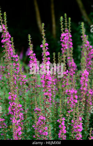lythrum salicaria robin purple loosestrife summer selective focus plant ...
