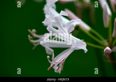 nerine bowdenii Ostara pale pink nerines closeup plant portraits bulbs ...
