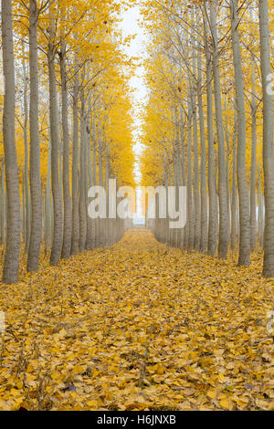 Poplar tree leaves in Boardman Northeastern Oregon during fall season ...