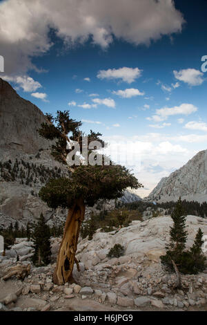 Hiking Mt. Whitney, the high point of California Stock Photo - Alamy