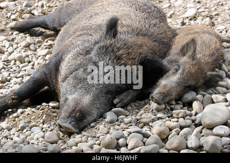brooks wild boars Stock Photo - Alamy