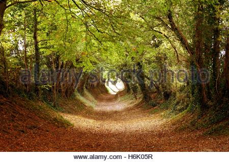 halnaker tunnel of trees in west sussex, england Stock Photo - Alamy
