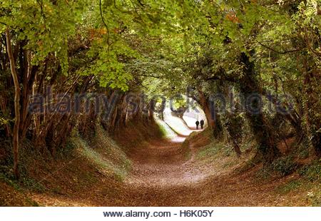 Halnaker tree tunnel near Chichester in West Sussex UK, with sunlight ...