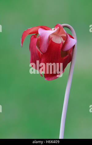 Purple trumpet- leaf (Sarracenia leucophylla) is a carnivorous plant ...