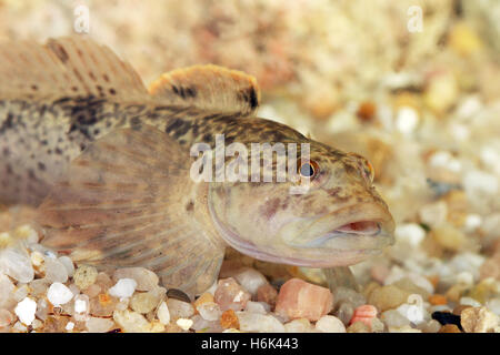 The alpine bullhead or Siberian bullhead (Cottus poecilopus) is a ...