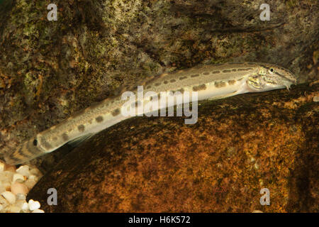 Spined Loach, Cobitis taenia Stock Photo - Alamy