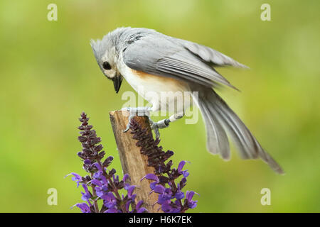 Tufted titmouse (Baeolophus bicolor) flying, isolated on white ...