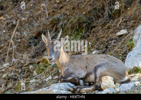 Young alpine ibex, closeup Stock Photo - Alamy