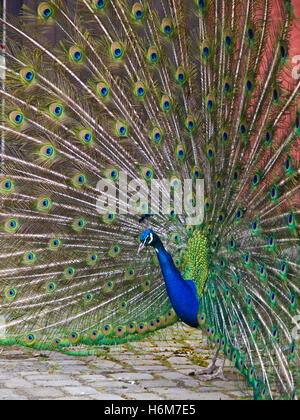 blue bird birds peacock to court flirt flirting blue bird birds peacock ...