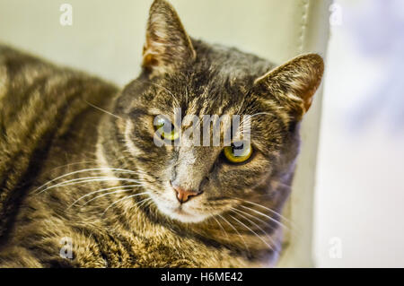 Funny Portrait of Thinking Gray Kitten with paw choose what he want, on ...