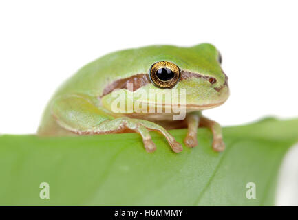 Green frog with bulging eyes golden on a leaf isolated on white ...
