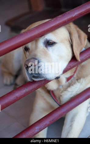 Labrador dog breed bored after the gate of his house Stock Photo - Alamy