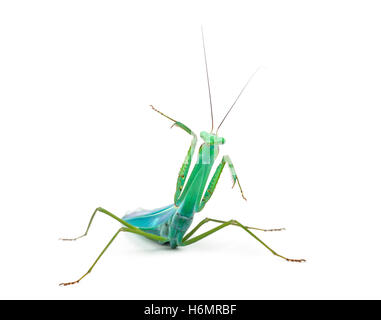 front view of a praying mantis Stock Photo - Alamy