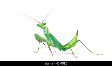 Praying mantis (Macromantis sp.) female guarding her egg-case Stock ...