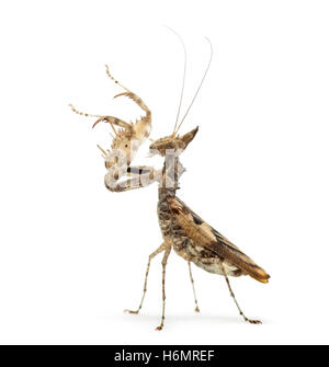 Female praying mantis, Ceratomantis saussurii, isolated on white Stock ...