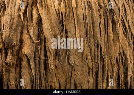 Details of a Poitou donkey dreadlocks hair Stock Photo - Alamy
