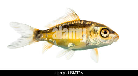 Side view of a yellow koi isolated on white Stock Photo - Alamy