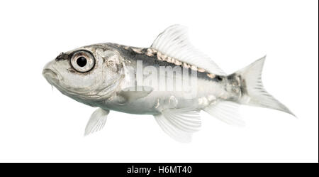 Side view of a grey koi isolated on white Stock Photo - Alamy