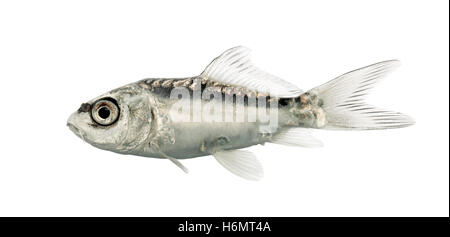 Side view of a grey koi isolated on white Stock Photo - Alamy