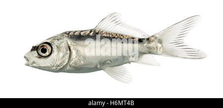 Side view of a grey koi isolated on white Stock Photo - Alamy