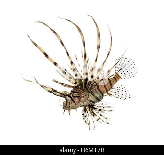 Side view profile of a swimming lionfish in the water Stock Photo - Alamy