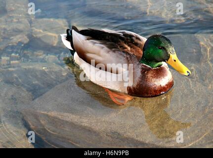 a proud drake Stock Photo - Alamy