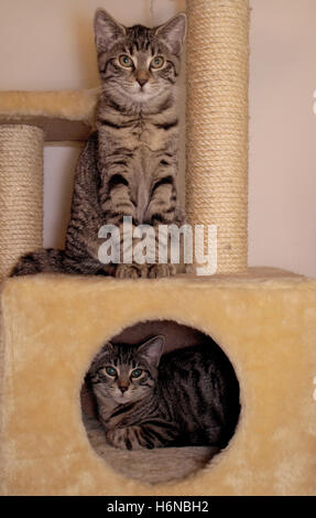 Tiger skin cat at home Stock Photo - Alamy