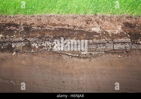 Cross section of the earth with roots and layers of dirt Stock Photo ...