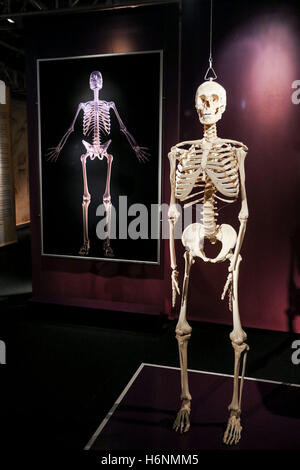 ‘Real Bodies’ a Discovery of the Human Body Exhibition in Milan ...