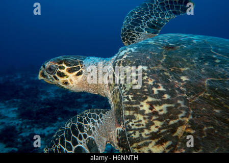 Turtle In Martinique Stock Photo - Alamy