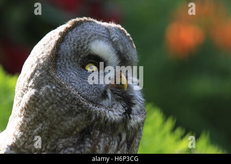 bird birds feathering beard owl codger tree upstairs animal bird birds ...