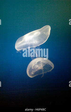 Ohrenqualle / moon jellyfish / aurelia aurita; kontrollierte ...