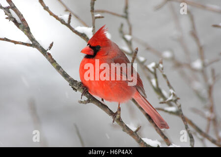 bird wild snow coke cocaine material drug anaesthetic addictive drug ...