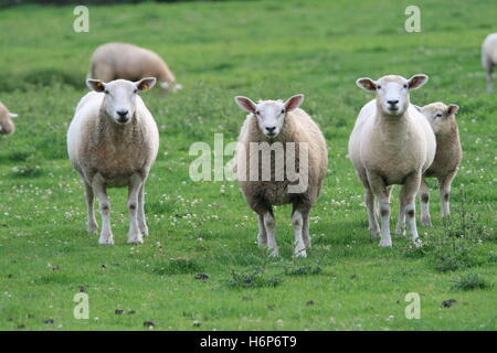 useful animals Stock Photo - Alamy