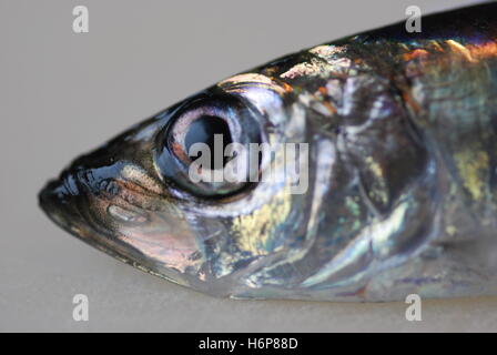 Herring (clupeidae) Fish Stock Photo: 113003915 - Alamy
