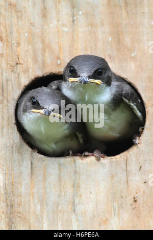 Baby Tree Swallow (tachycineta bicolor) in a bird house Stock Photo - Alamy