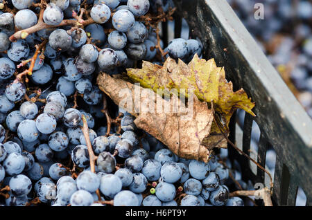 Ripe and rotten Merlot clusters in a crate during the vine harvest in ...