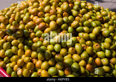 ziziphus mauritiana also known as Indian Ber Stock Photo - Alamy