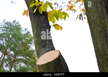 Tree Trunk Cut Off Branch Stock Photo - Alamy