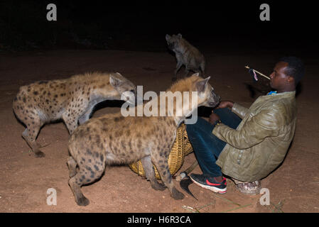 Son of Hyena Man feeding wild Spotted Hyenas (Crocuta crocuta) by hand ...